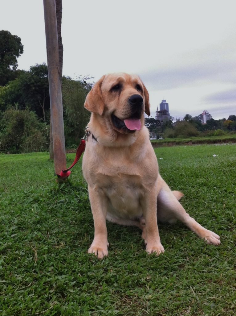 Nossos Cães – Canil Labrador