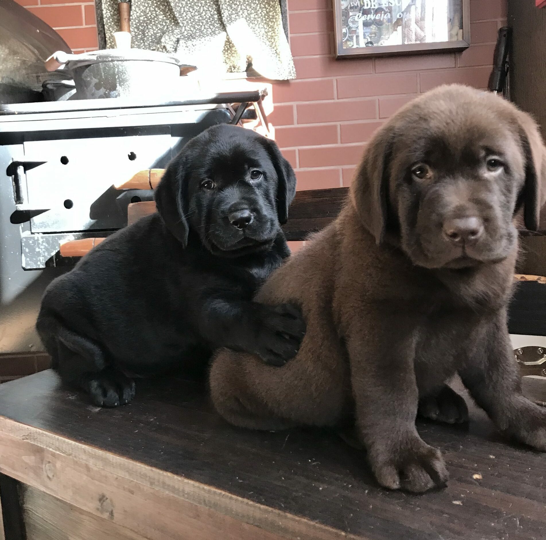 Canil Labrador – ESPECIALIZADO NA CRIAÇÃO DE LABRADOR RETRIEVER